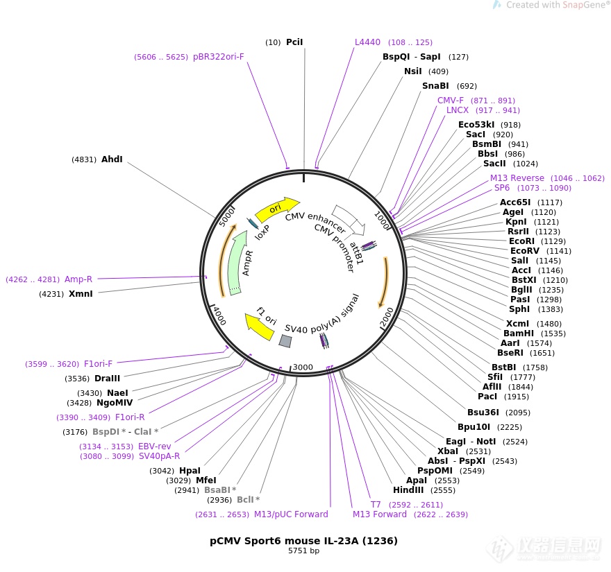 pCMV-SPORT6-MAFF人源基因模板质粒|2UG|QCP4039-上海钦诚生物科技有限公司