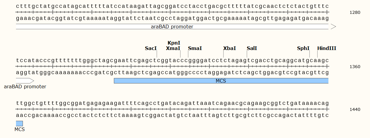 pBAD33大肠表达质粒_价格_上海钦诚生物科技有限公司