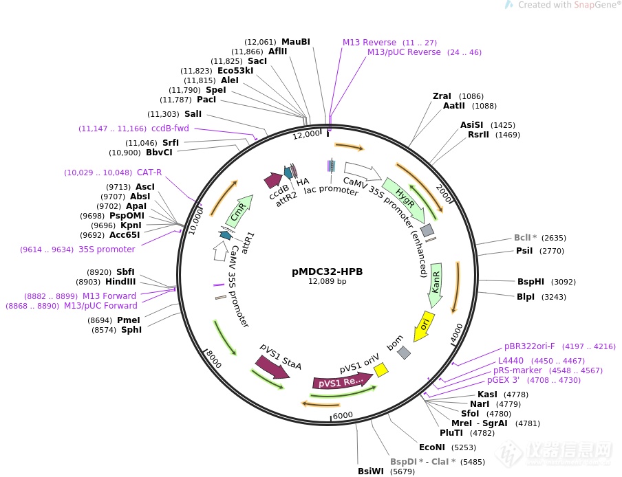pMDC83植物表达质粒|2UG|QCP2023-上海钦诚生物科技有限公司