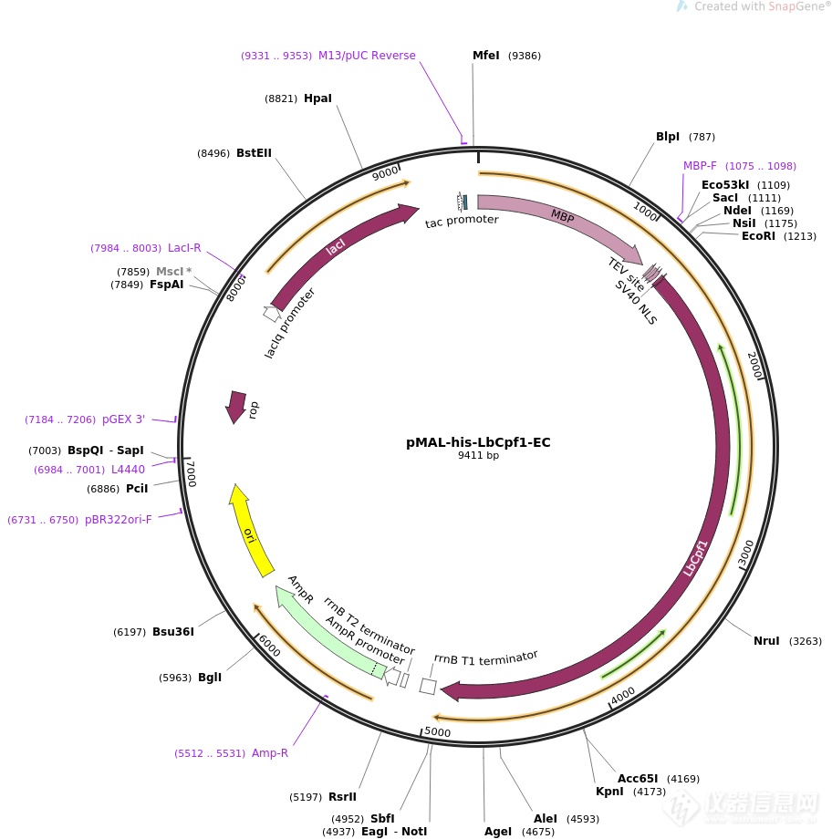 pMal-6×His-c4X大肠表达质粒_价格_上海钦诚生物科技有限公司