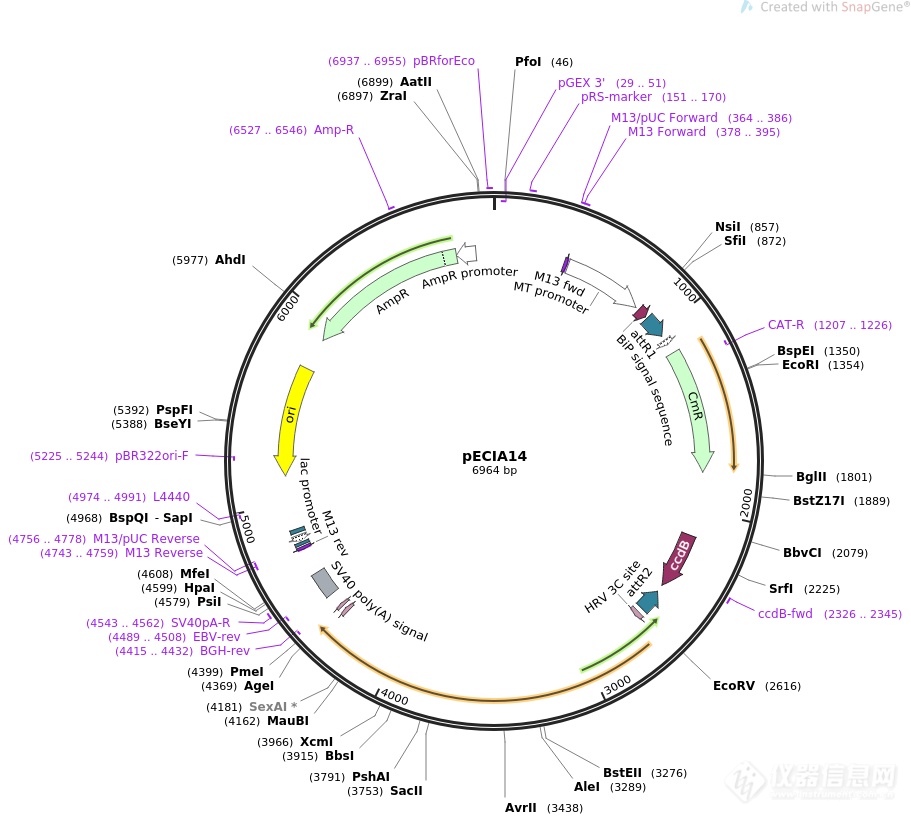pEC-XK99E棒状杆菌表达质粒_价格_厂家_仪器信息网