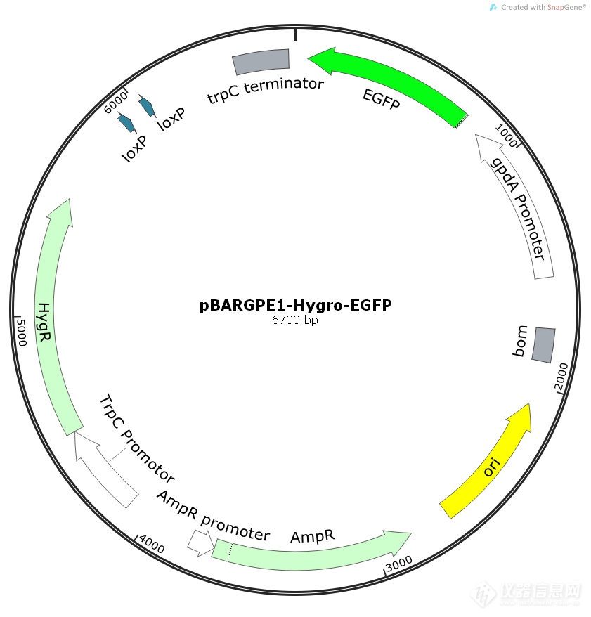 pBARGPE1-Hygro-EGFP真菌表达质粒|2UG|QCP0407-上海钦诚生物科技有限公司