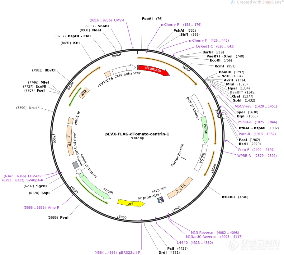 pLVX-FLAG-Puro慢病毒表达质粒_价格_上海钦诚生物科技有限公司