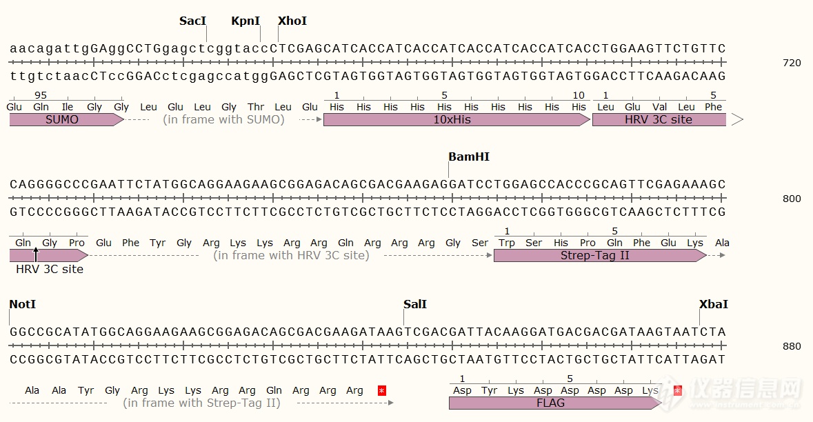 pCold-SUMO-10×His-3C-Strep II-FLAG大肠表达质粒_价格_上海钦诚生物科技有限公司