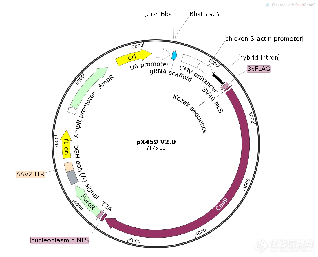 pX459 V2.0哺乳编辑质粒_价格_上海钦诚生物科技有限公司