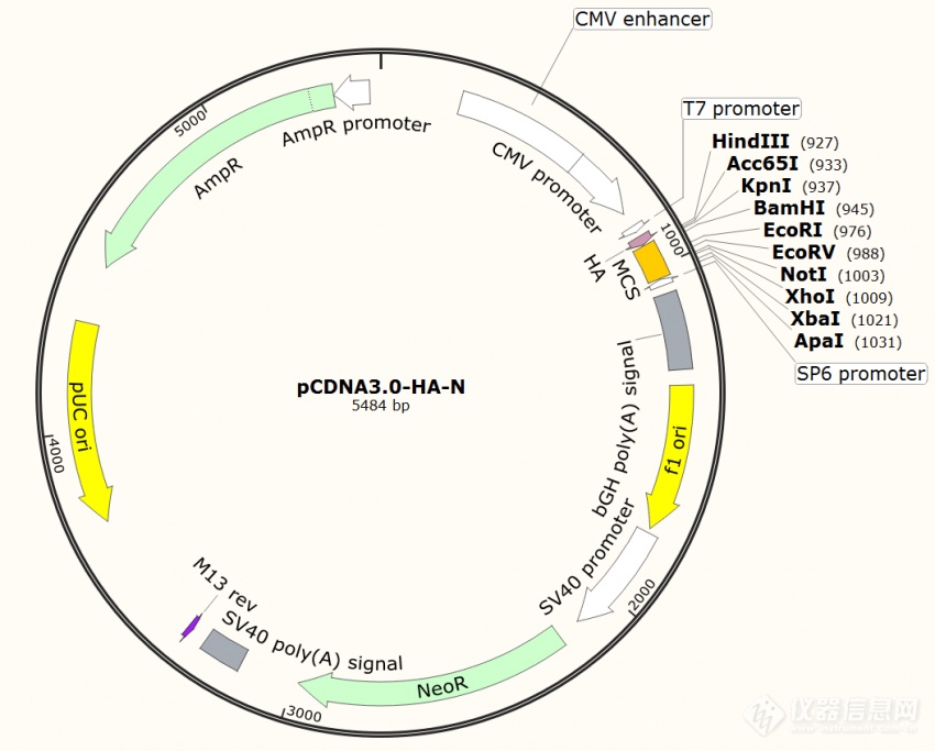 pCDNA3-HA-N哺乳表达质粒|2UG|QCP0942-上海钦诚生物科技有限公司