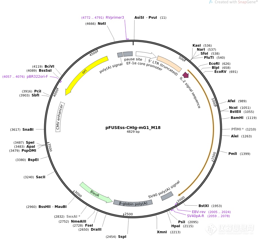 pFUSE-hIgG1e1-Fc2哺乳抗体质粒|2UG|QCP0170-上海钦诚生物科技有限公司