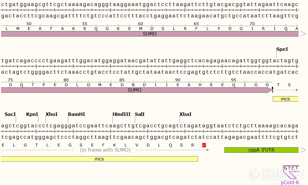 pCold-SUMO大肠表达质粒|2UG|QCP0077-上海钦诚生物科技有限公司