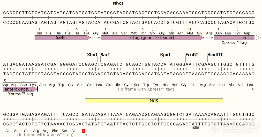 pBAD/His A大肠表达质粒_价格_上海钦诚生物科技有限公司