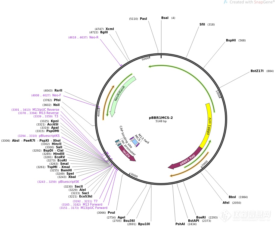 pBBR1MCS-2广宿主表达质粒|2UG|QCP0306-上海钦诚生物科技有限公司