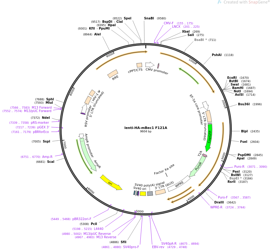 pCDH-CMV-MCS-EF1-CopGFP-T2A-Puro慢病毒表达质粒|2UG|QSP1614-上海钦胜生物科技有限公司