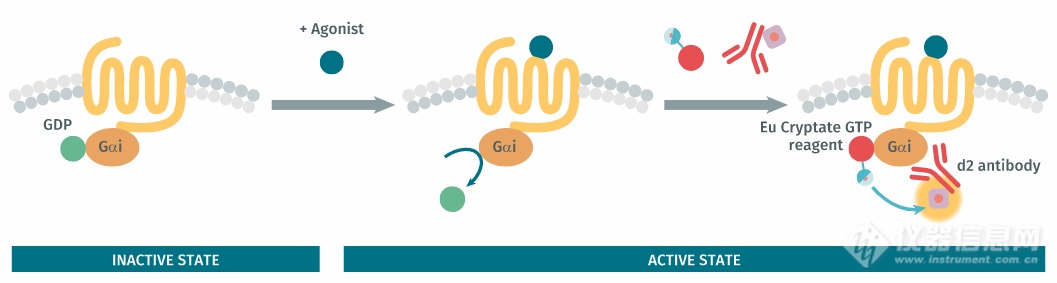 HTRF新品发布 | G蛋白/GTP结合试剂盒和β-Arrestin相关产品_资讯中心_仪器信息网