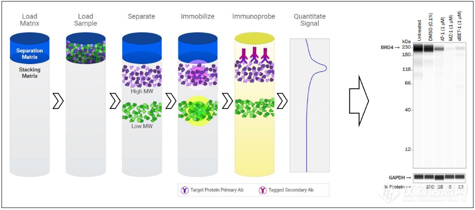 Digital Western Blot在领先靶向蛋白降解药物公司研发中应用_资讯中心_仪器信息网