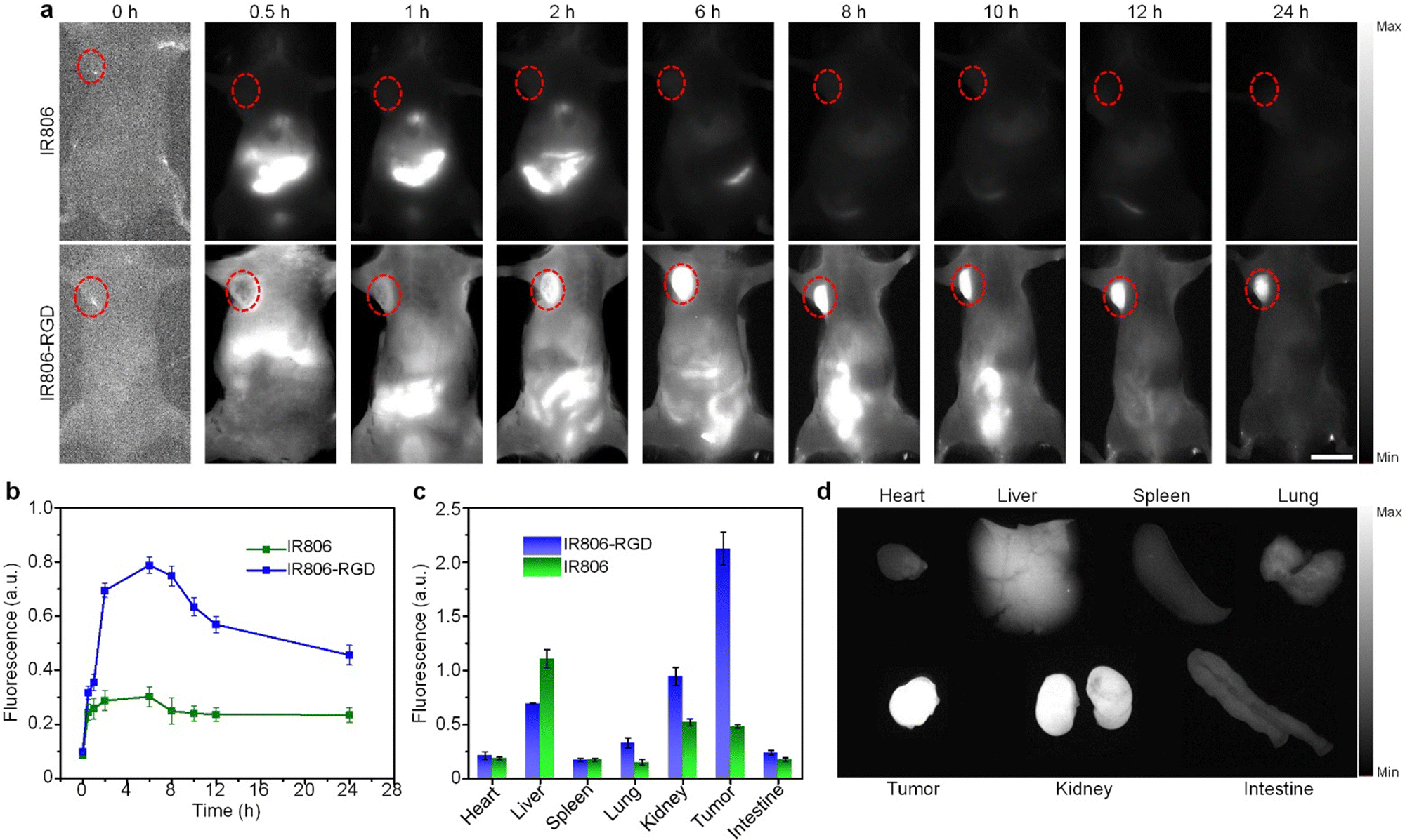 利用分子工程改进市售NIR-II荧光菁染料的肿瘤靶向和成像_上海恒光智影医疗科技有限公司
