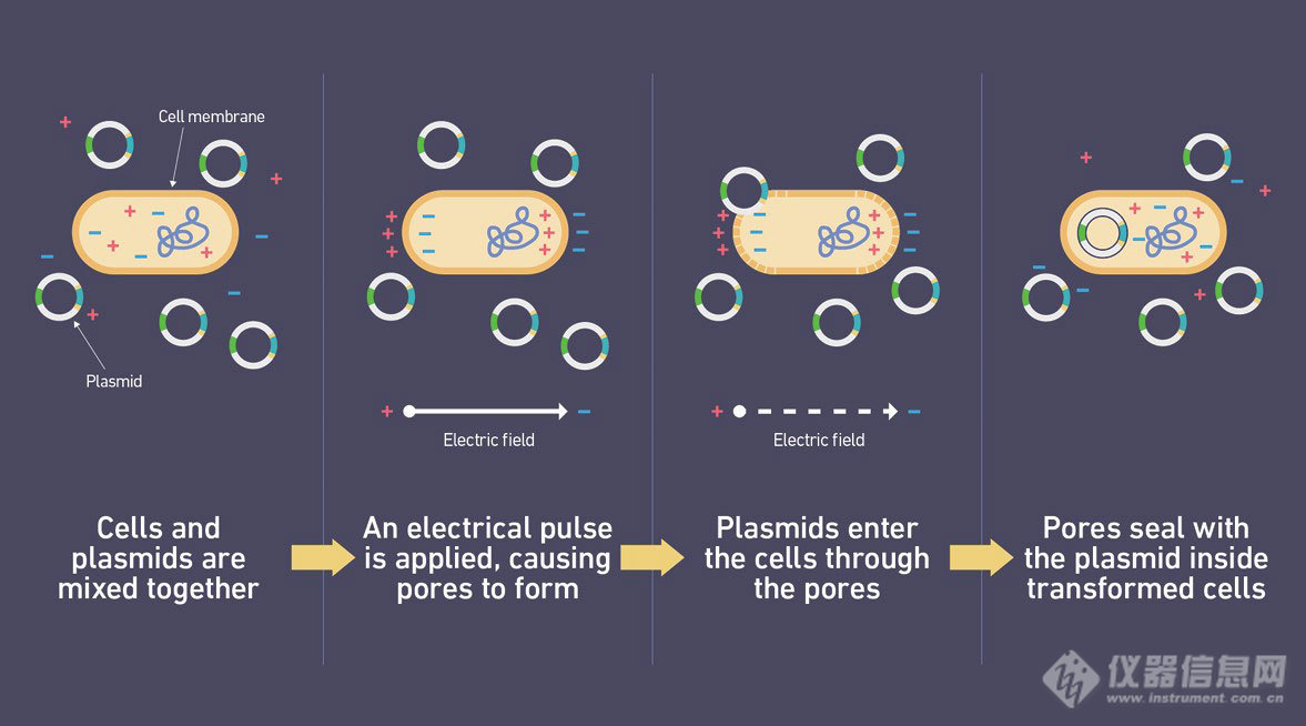 MaxCyte ExPERT 流式电穿孔转染系统ATx, STx, GTx, VLx_报价 - 上海昊扩科学器材有限公司