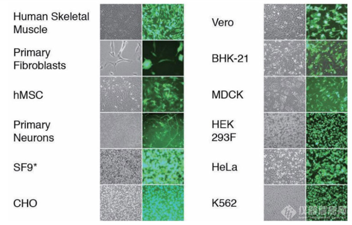 MaxCyte ExPERT 流式电穿孔转染系统ATx, STx, GTx, VLx_报价 - 上海昊扩科学器材有限公司