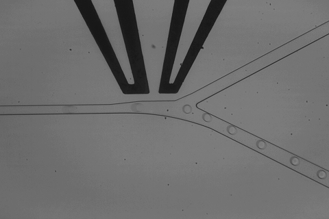 微生物学拮抗菌检测 | 效率提升3000倍！DREM cell解锁土壤“沉默基因库”-洛阳华清天木生物科技有限公司