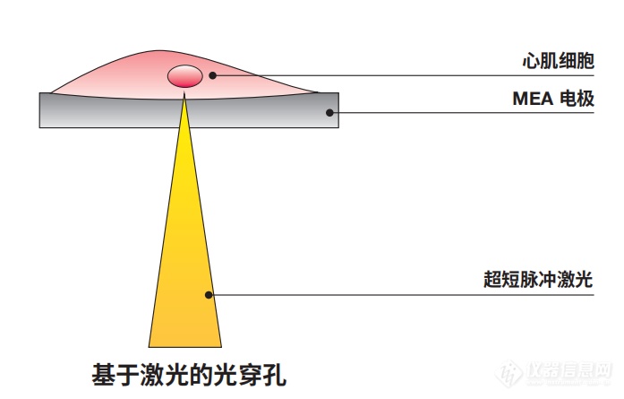 IntraCell激光光穿孔离体电生理记录系统_参数_价格-仪器信息网