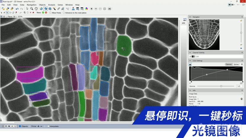 免费体验 | 蔡司 arivis Pro 重磅更新 4.3版本，AI创新再突破！_卡尔蔡司(上海)管理有限公司