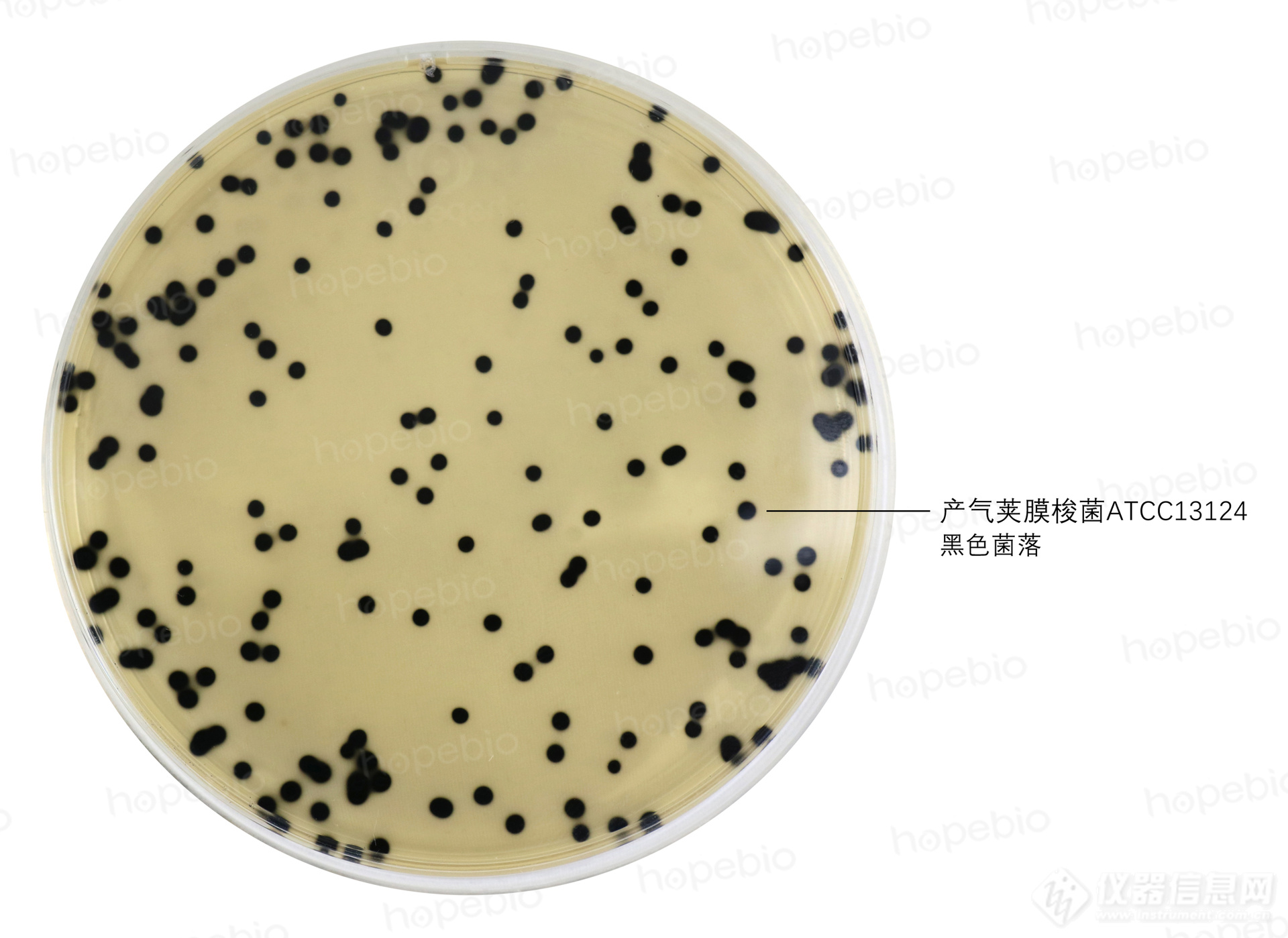 胰胨-亚硫酸盐-环丝氨酸琼脂基础（TSC）（颗粒）/用于产气荚膜梭菌的计数和培养|250.0g|HBKP0253-9-北京萘析生化科技有限公司