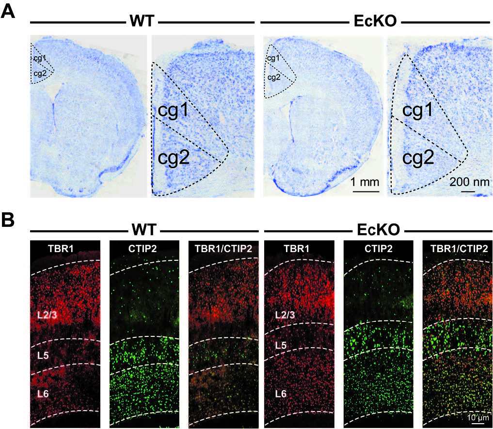 TissueGnostics_TG_首页