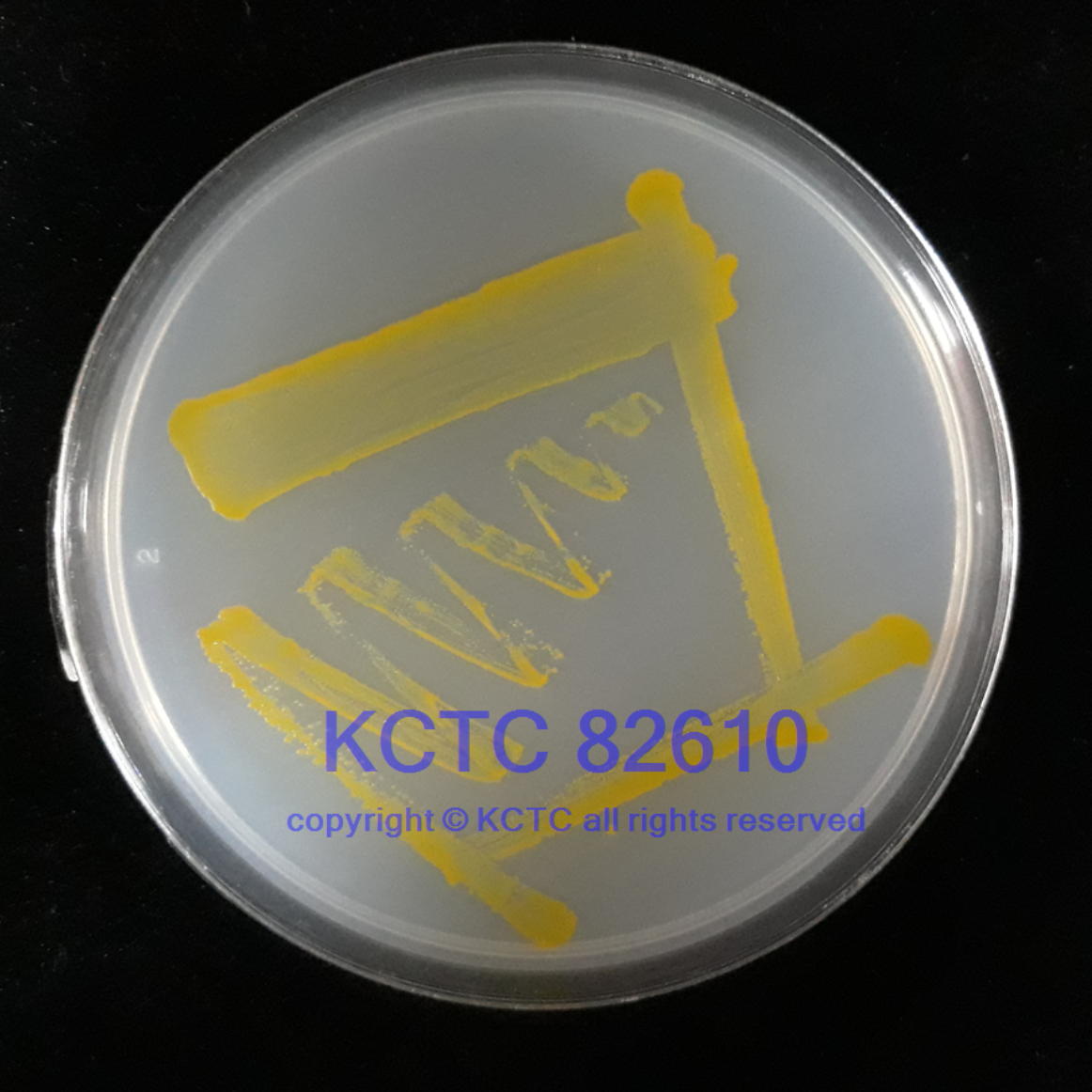 北京百欧博伟生物技术有限公司_百欧博伟生物_首页