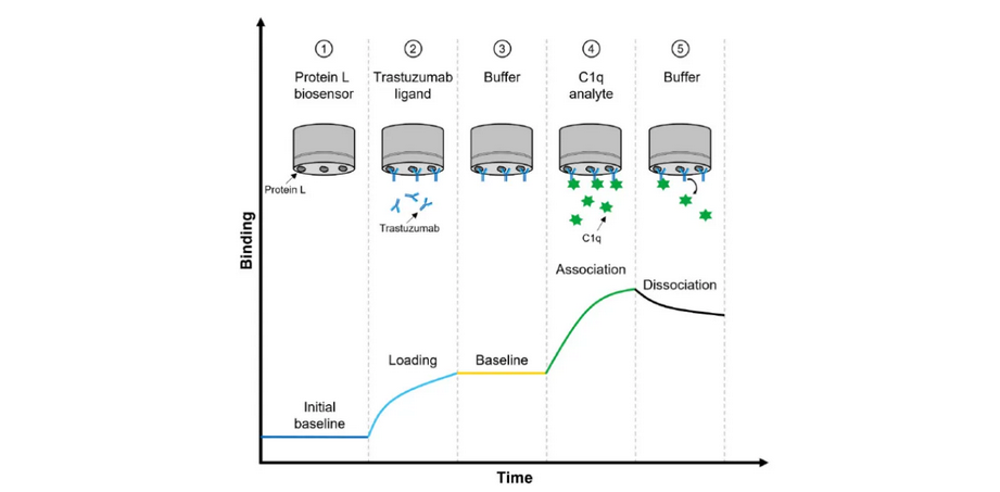 大厂实践×药明生物 | 利用Octet®平台打造高质量-C1q 结合验证体系_德国赛多利斯集团