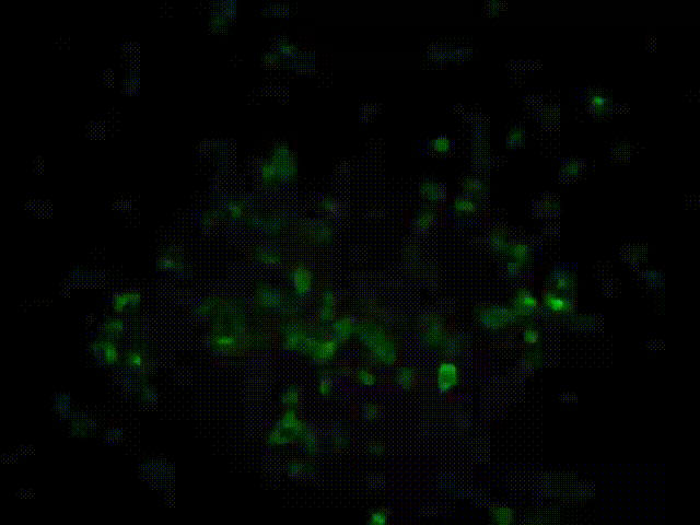 视普光电Cyto-MINI-FL Cyto-MINI-FL细胞活体荧光成像系统_参数_价格-仪器信息网